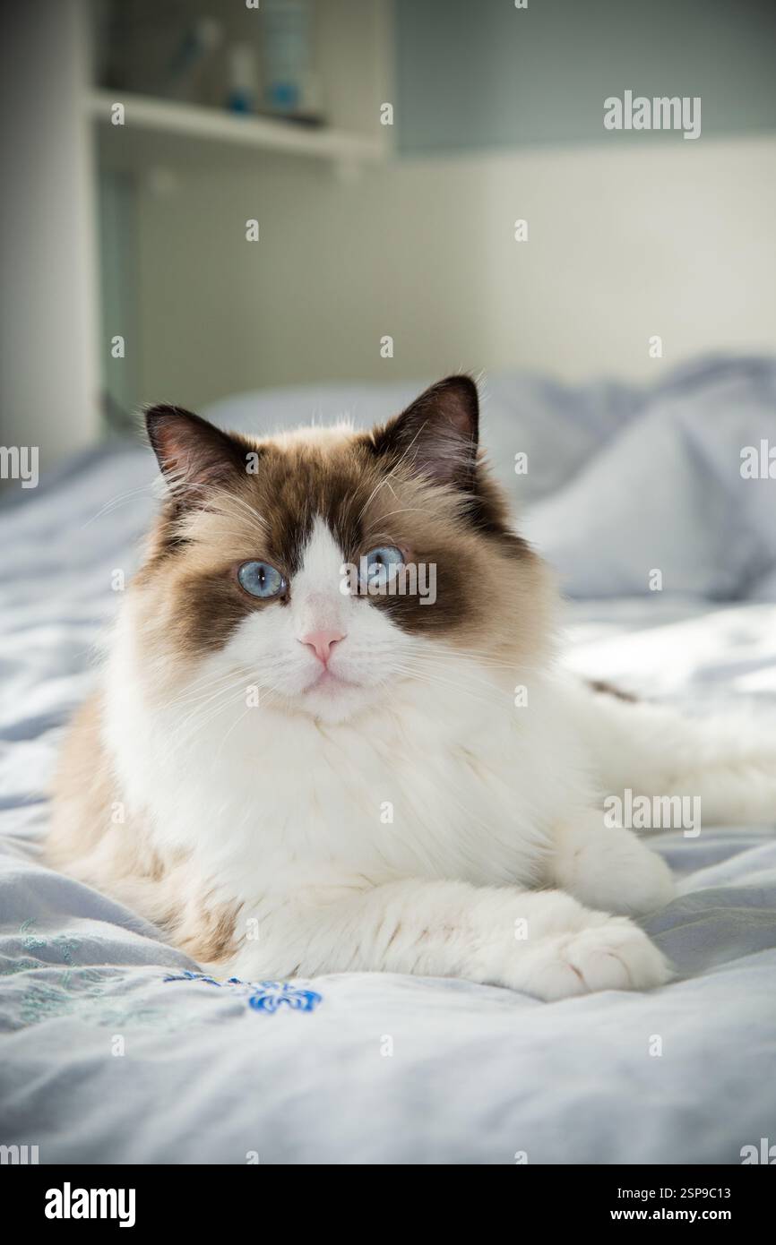 Portrait of a cute domestic cat, Ragdoll breed Stock Photo - Alamy