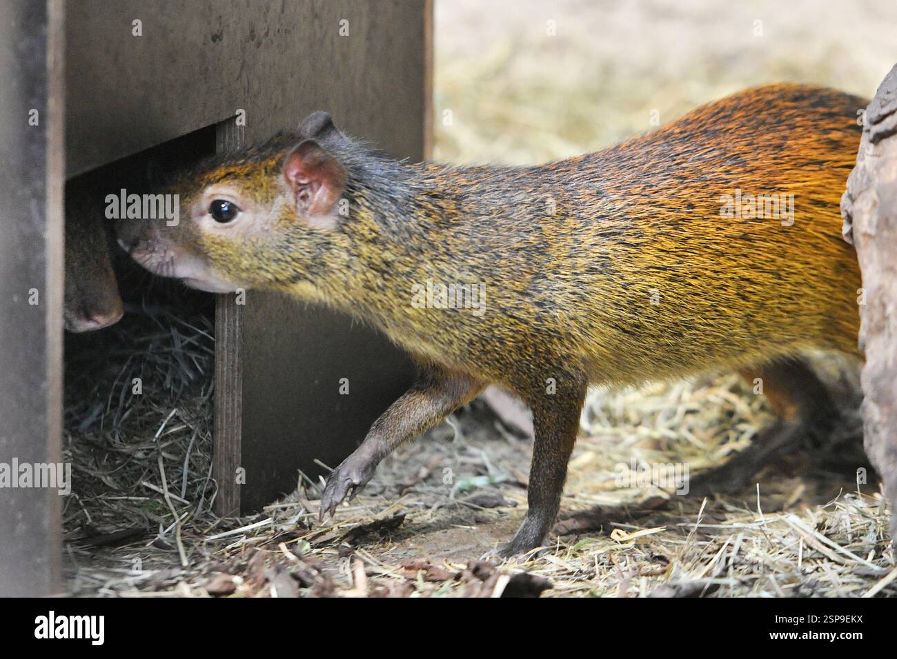 Pilsen, Czech Republic. 14th Feb, 2025. South American rodent Black ...