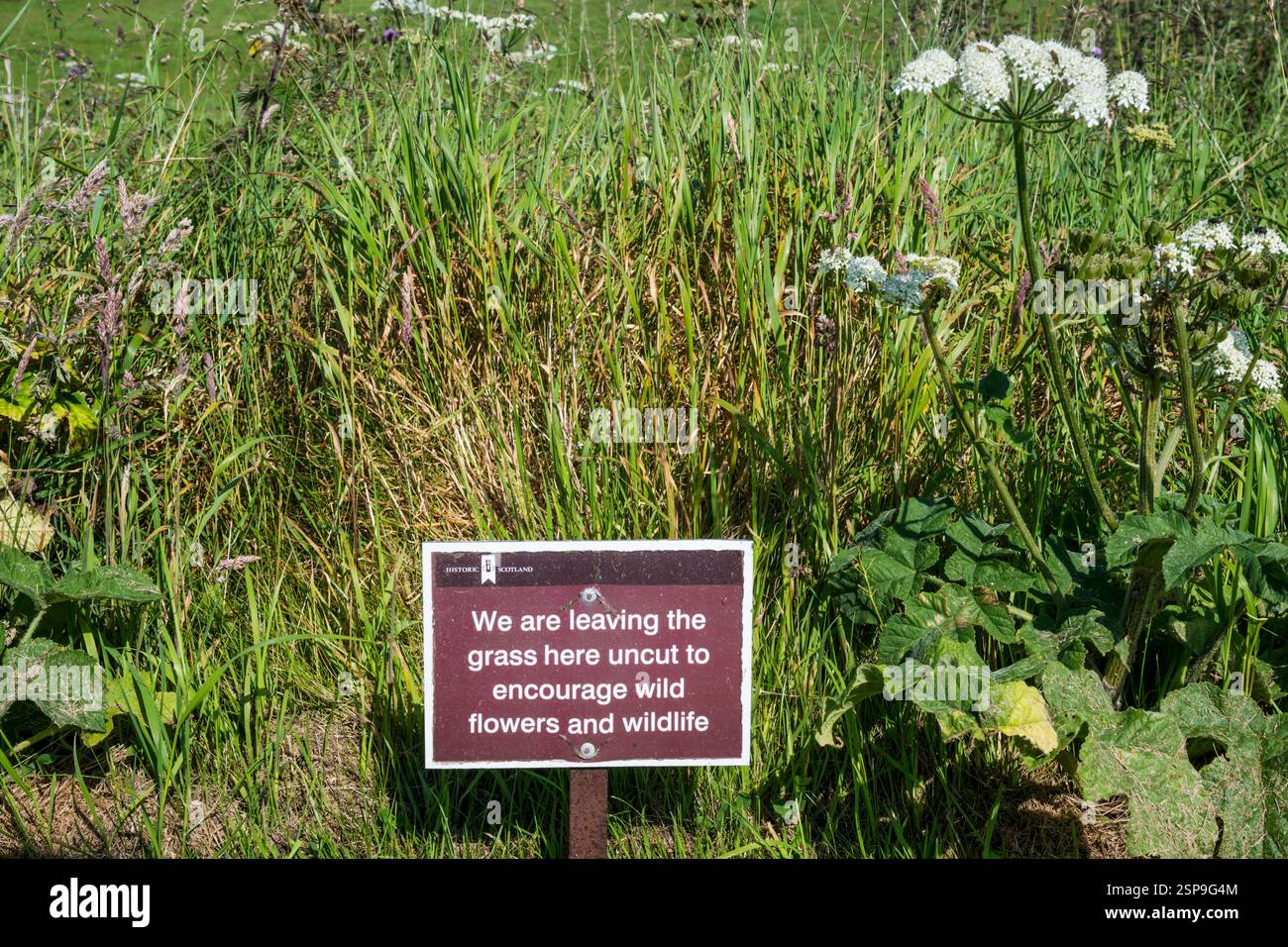 Historic Scotland sign says grass left uncut to encourage wild flowers ...