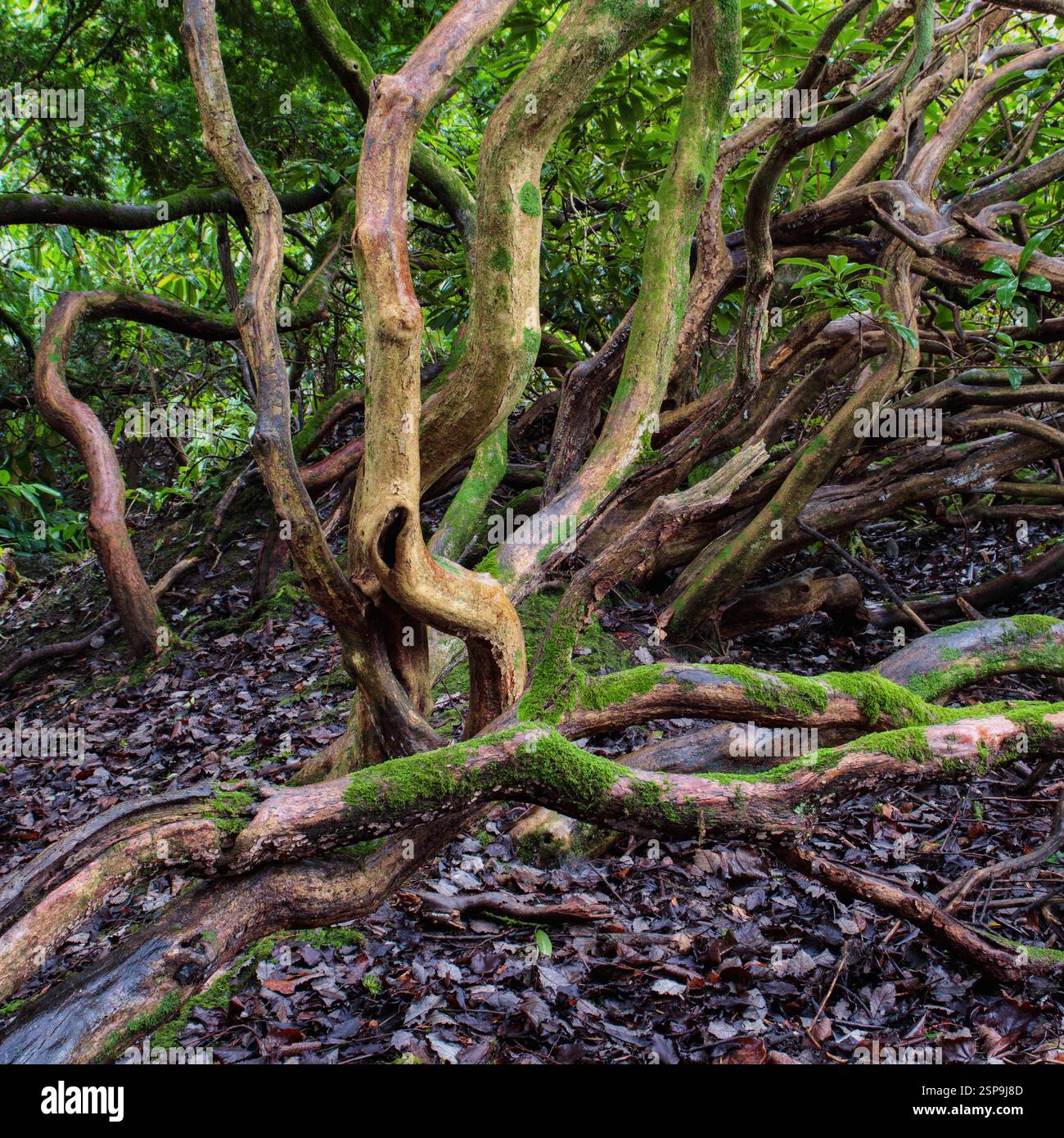 Tangled branches spread close to the ground, forming a random pattern ...