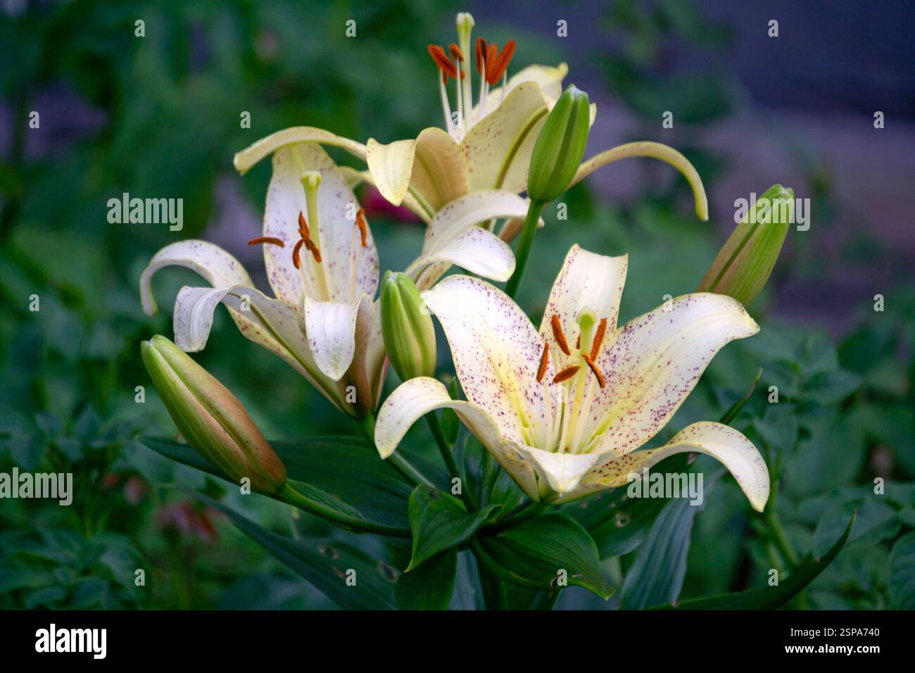 A bush of white speckled oriental tiger lilies in the garden Stock ...