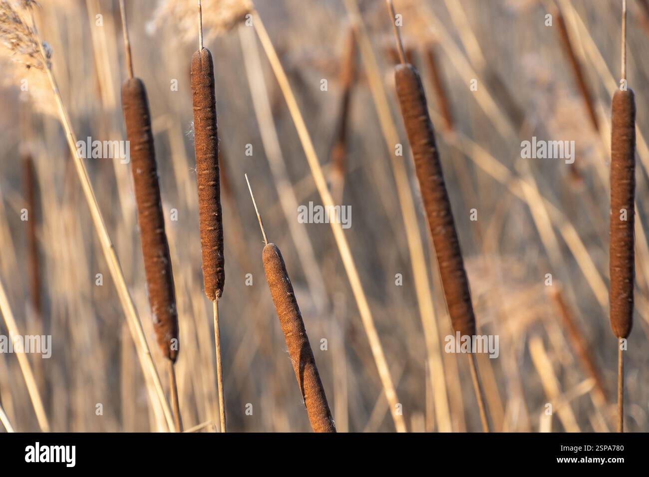 Typha latifolia. bulrush, broadleaf cattail. Mature seedheads in winter ...