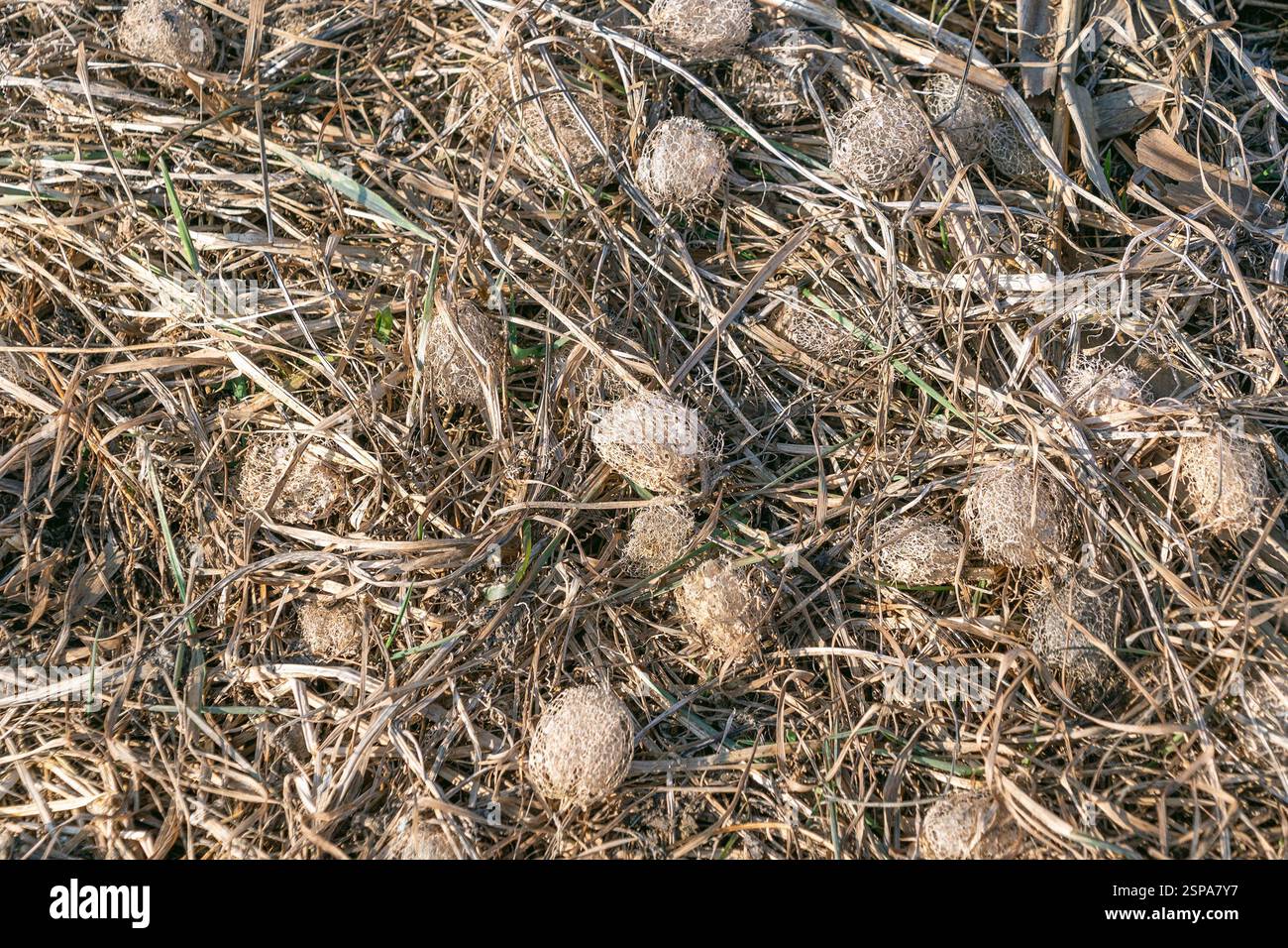 Echinocystis lobata. Wild cucumber and prickly cucumber. Invasive plant ...