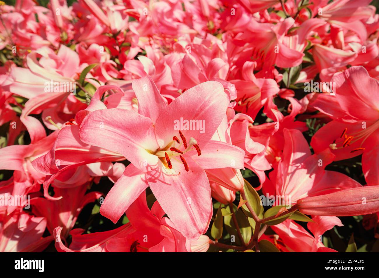 Blooming red lilies. Floral nature background Stock Photo - Alamy