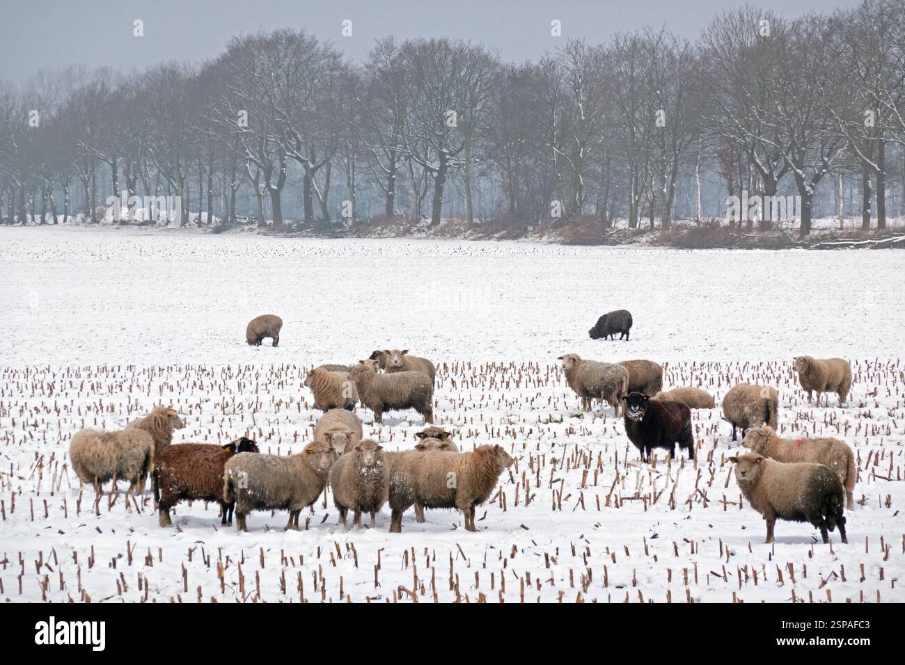 Sheep field snow hi-res stock photography and images - Alamy