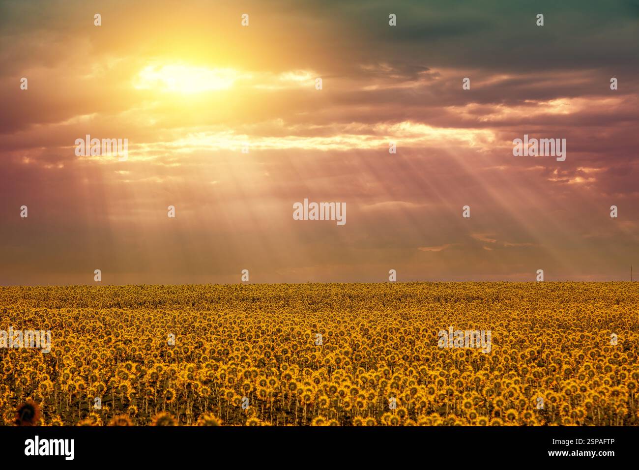 Aerial view beautiful sunflower field hi-res stock photography and ...