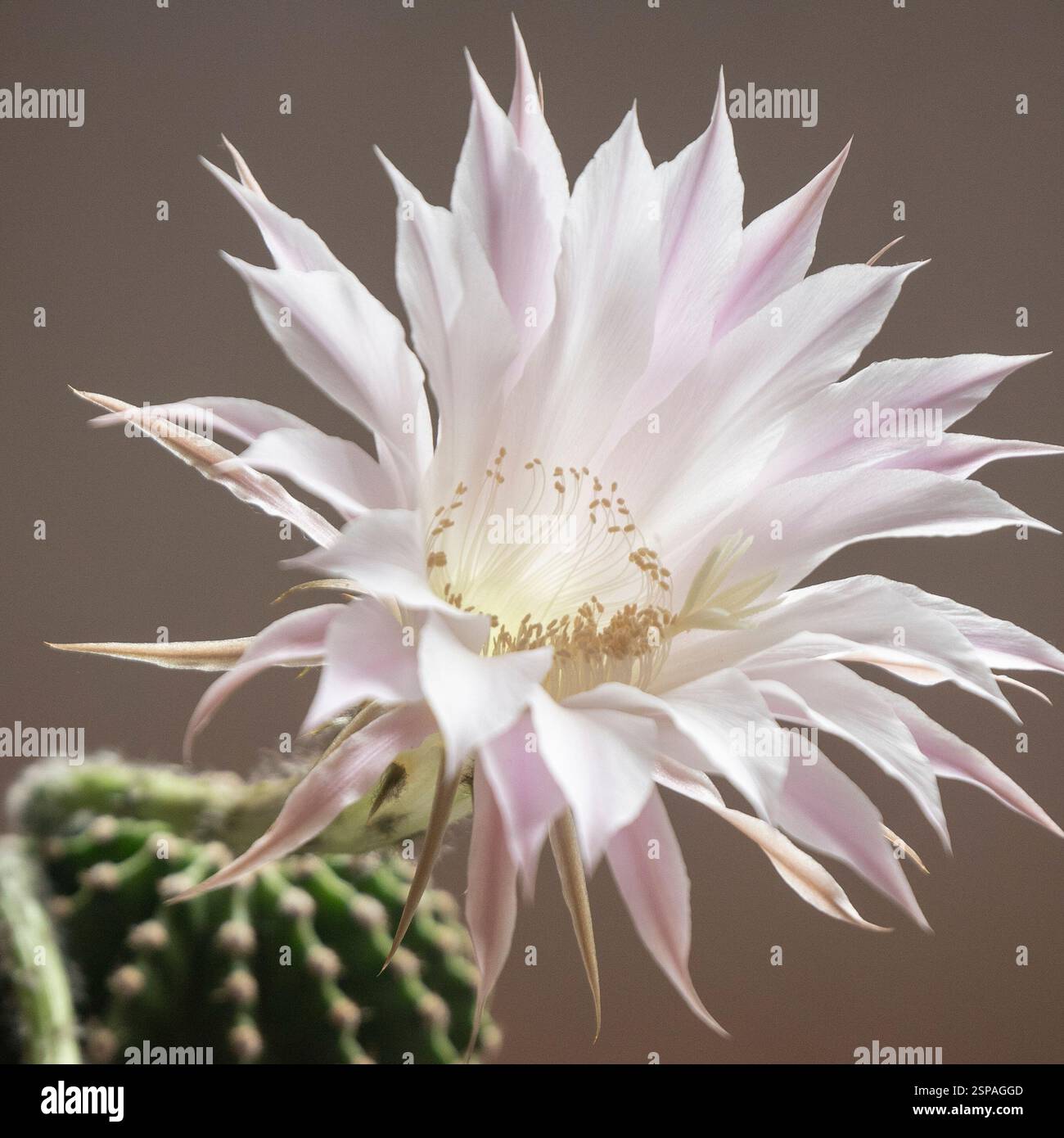Fondo rosa blanca hi-res stock photography and images - Alamy