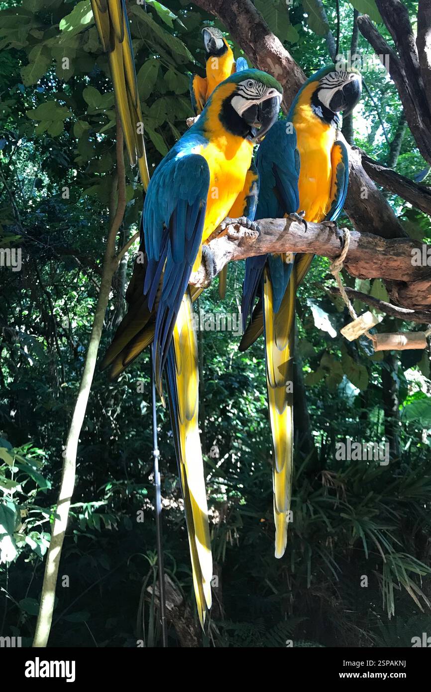 The Brazilian blue birds called Arara Azul Stock Photo - Alamy