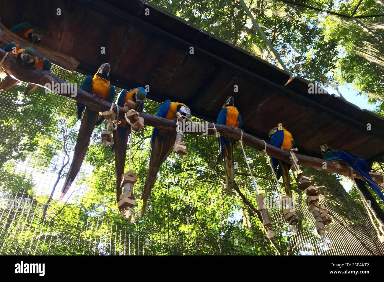 The Brazilian blue birds called Arara Azul Stock Photo - Alamy