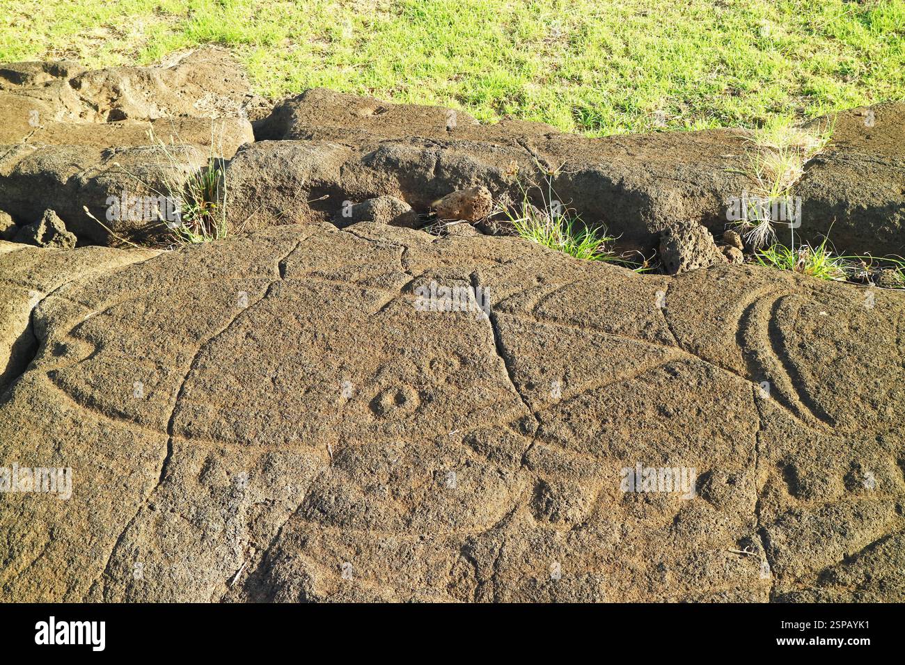Papa Mango Ancient Petroglyphs Showing Tuna and Shark at Papa Vaka ...