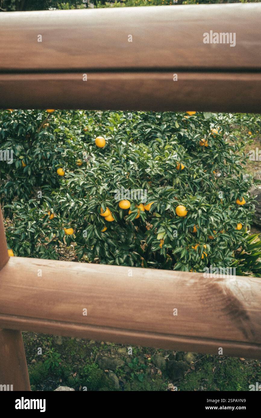 Tangerine forest hi-res stock photography and images - Alamy