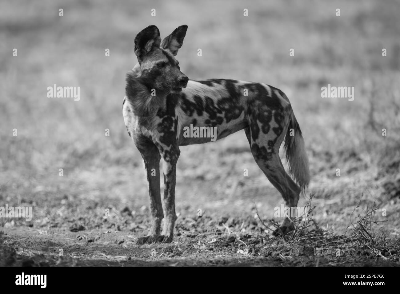 African wild dog stands hi-res stock photography and images - Alamy