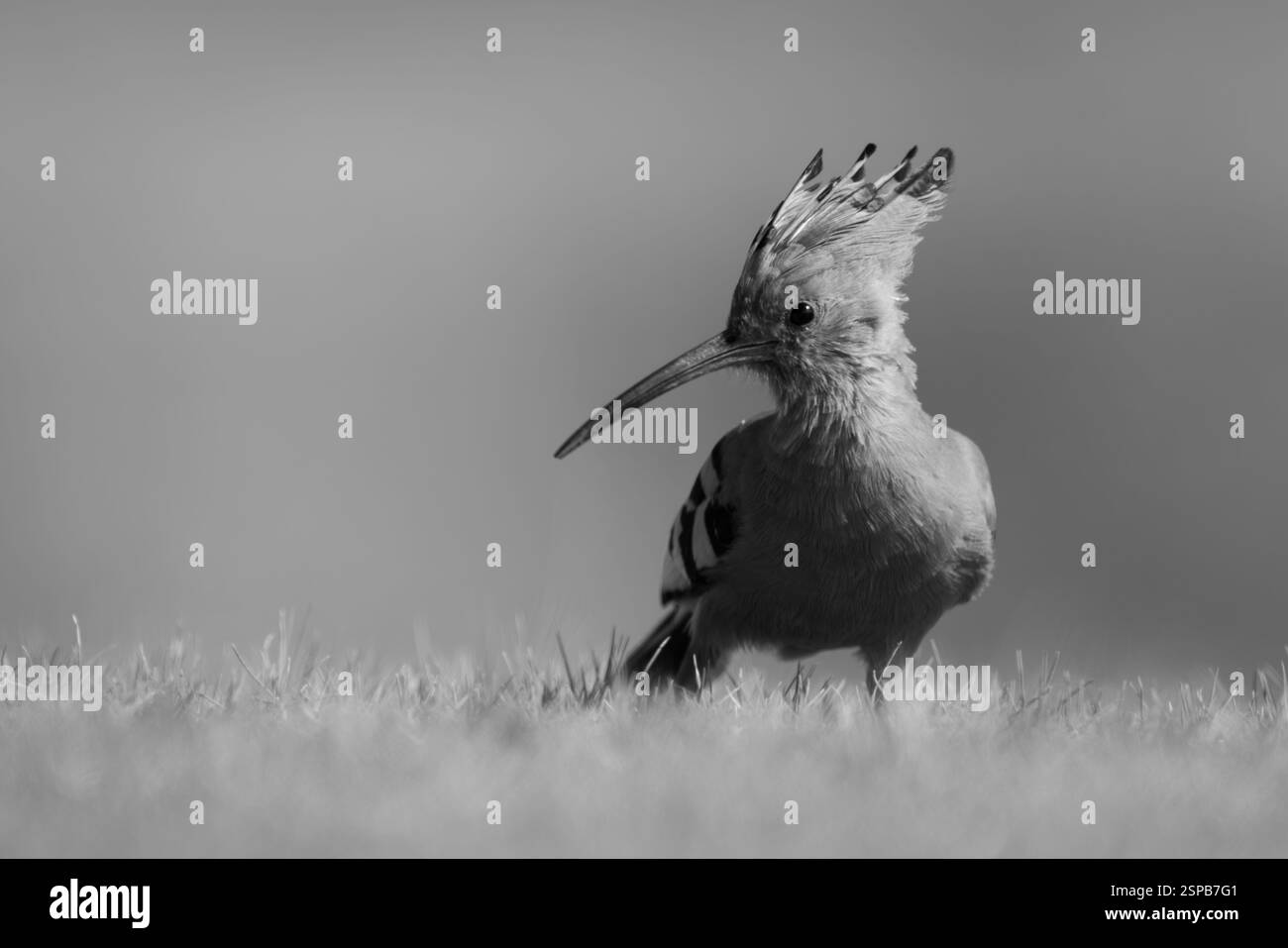 The african hoopoe Black and White Stock Photos & Images - Alamy