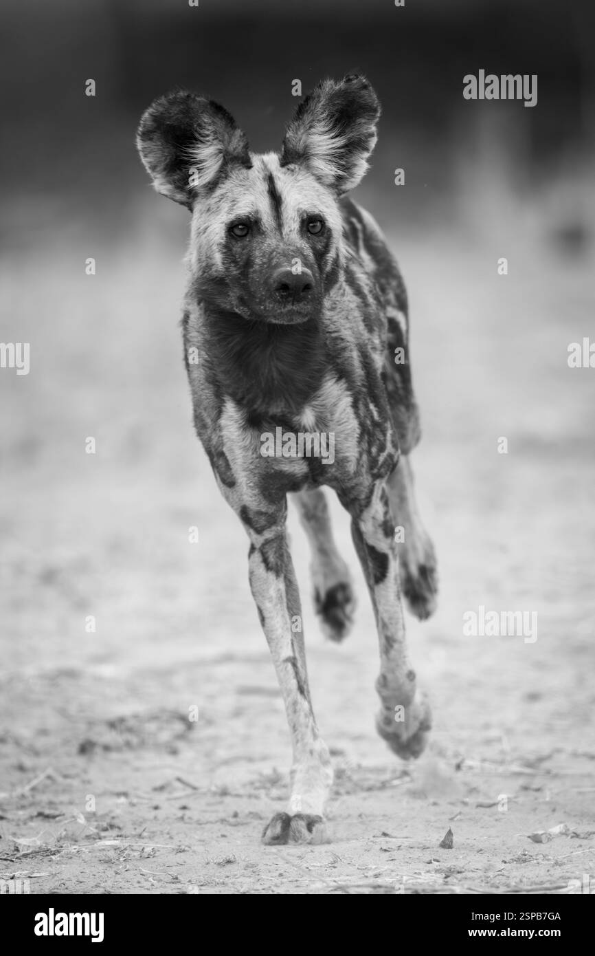 Wolf running towards camera hi-res stock photography and images - Alamy