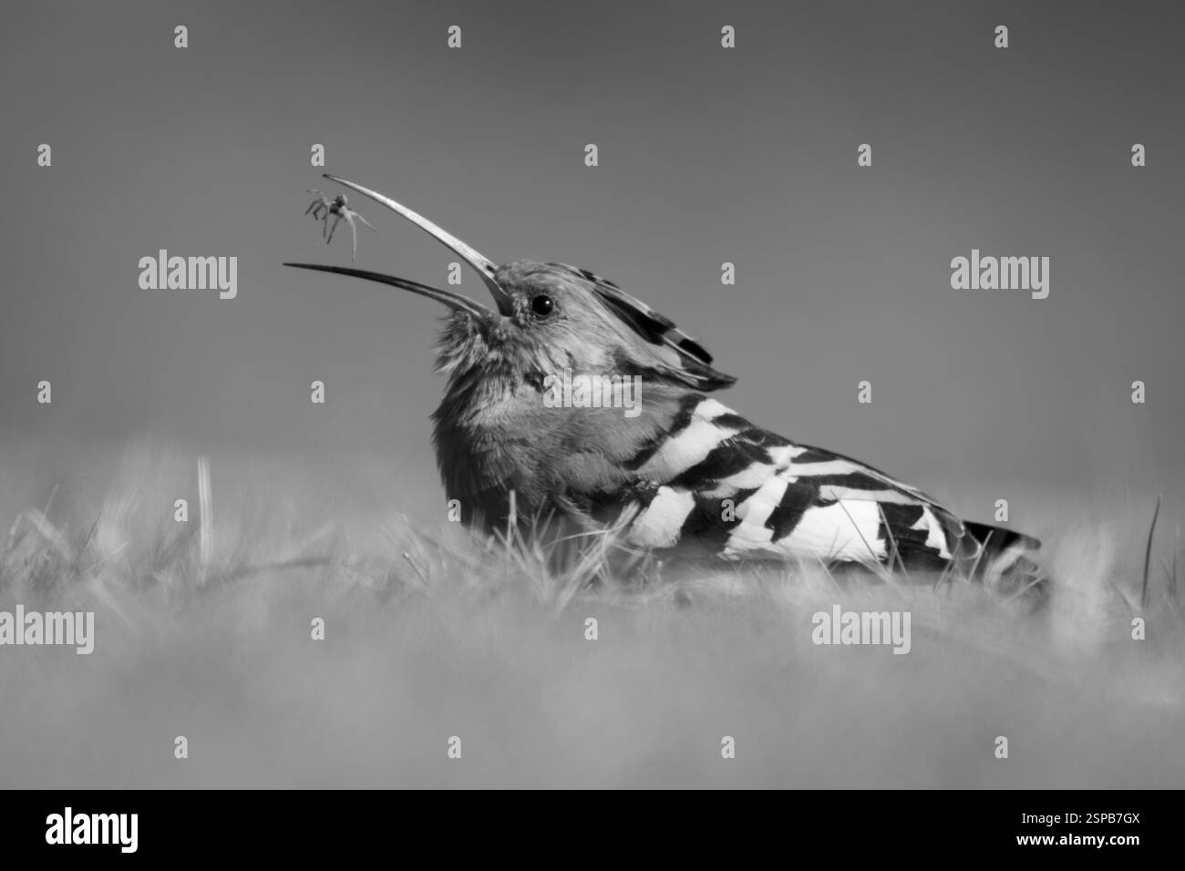 The african hoopoe Black and White Stock Photos & Images - Alamy