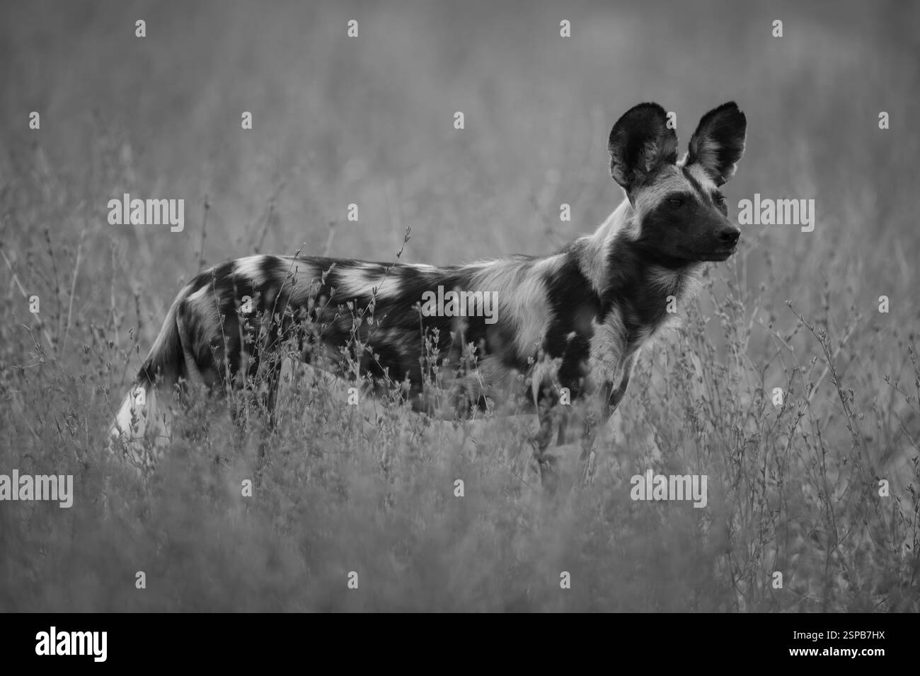 Bushes stand Black and White Stock Photos & Images - Alamy