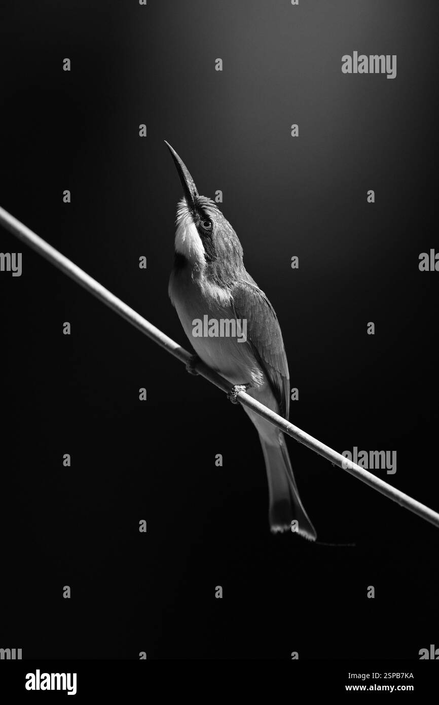 Looking bee Black and White Stock Photos & Images - Alamy