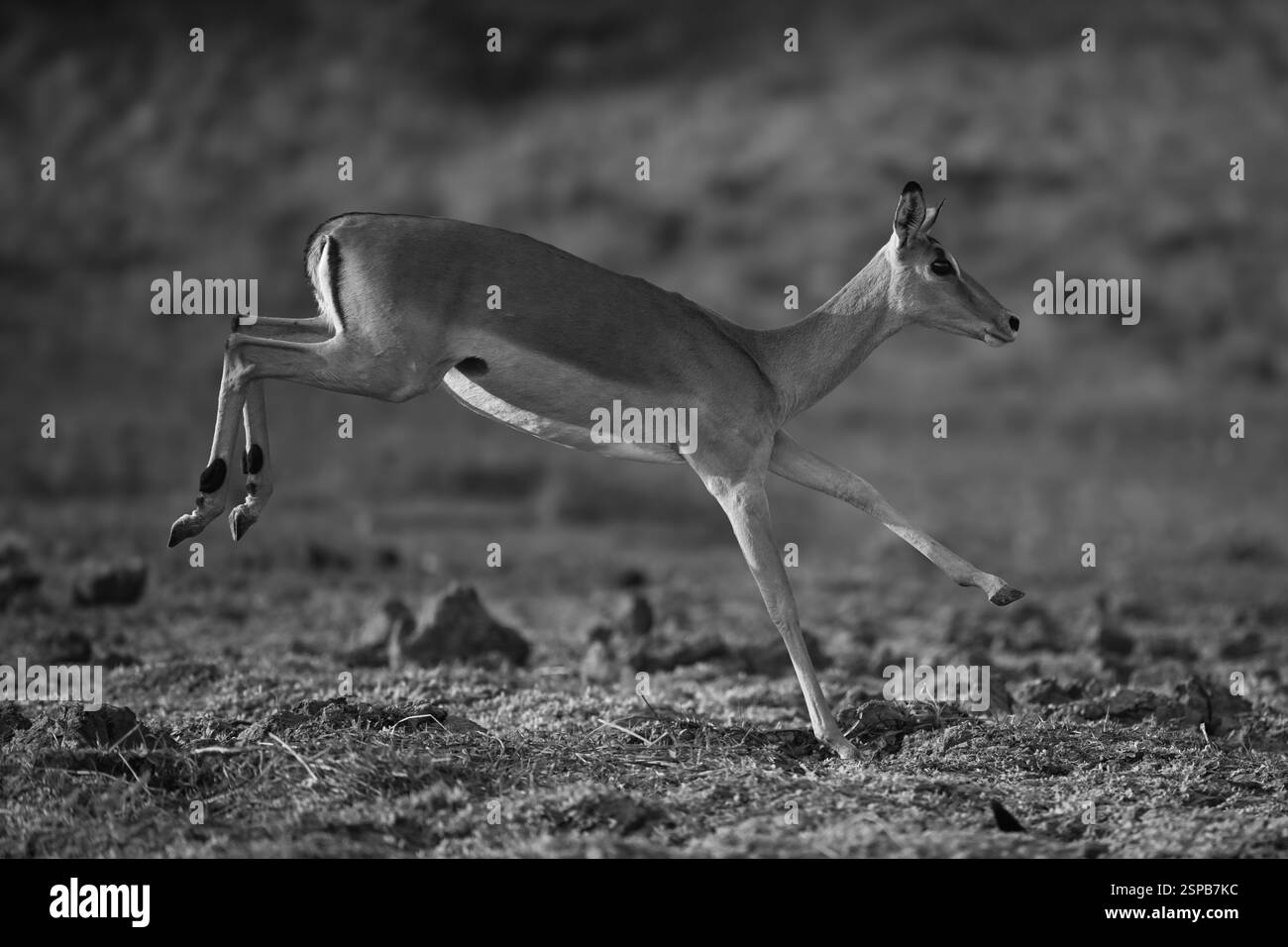 Runs across Black and White Stock Photos & Images - Alamy