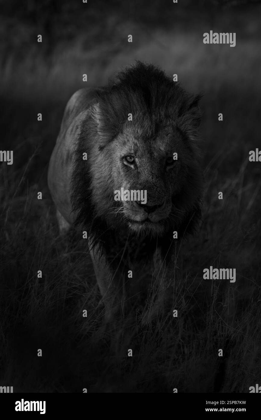 Mono lion approaches camera in dappled sunlight Stock Photo - Alamy