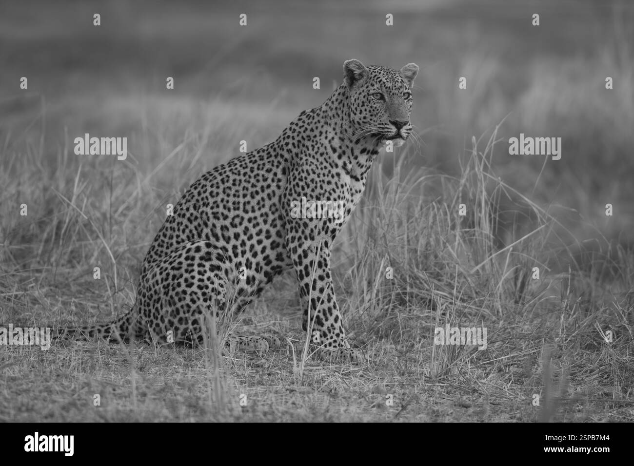 Leopard turning head hi-res stock photography and images - Alamy