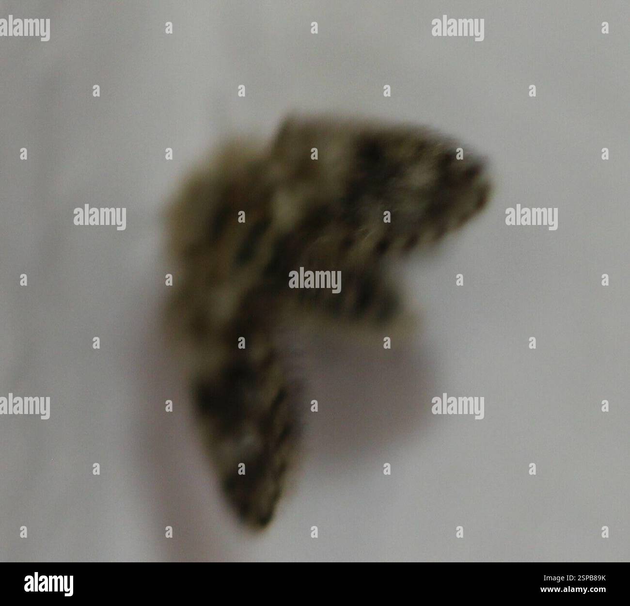 Moth Flies and Sand Flies (Psychodidae), Insecta, MWVR+G58, Khumsan ...