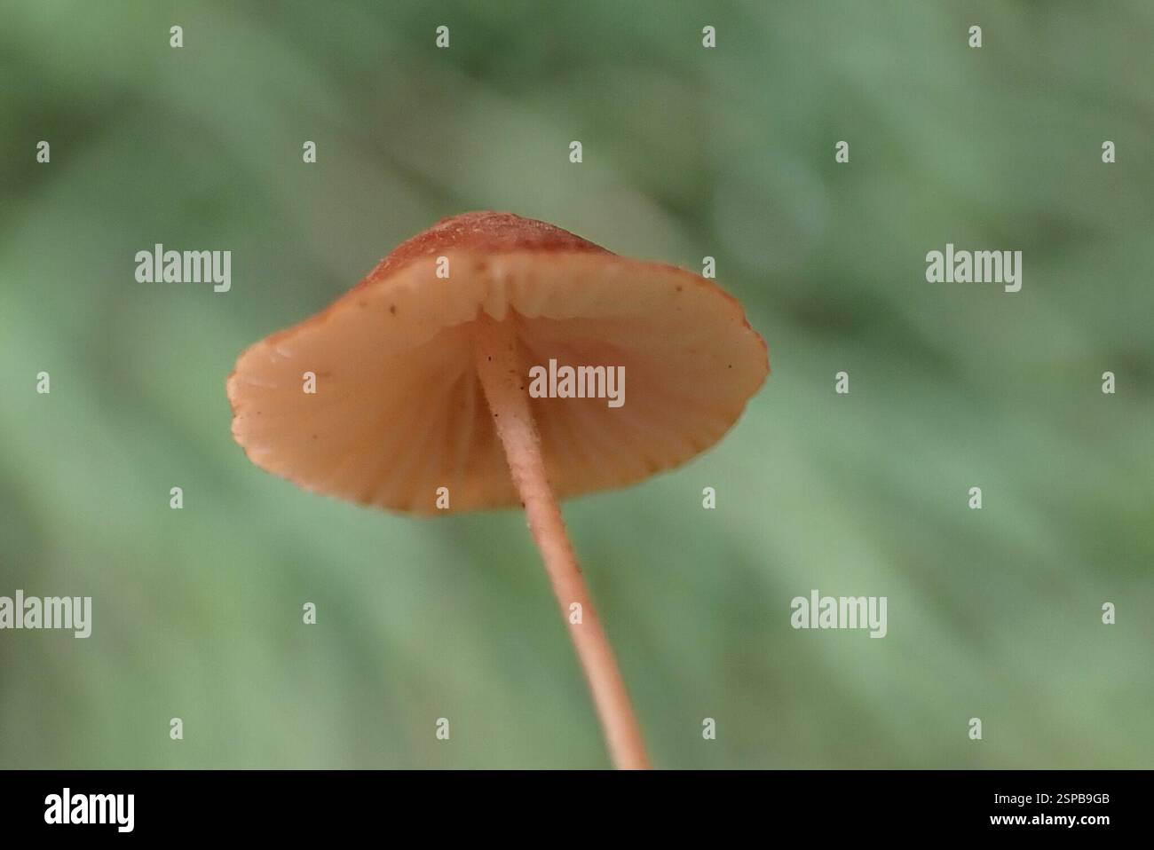 Sabiepark hi-res stock photography and images - Alamy