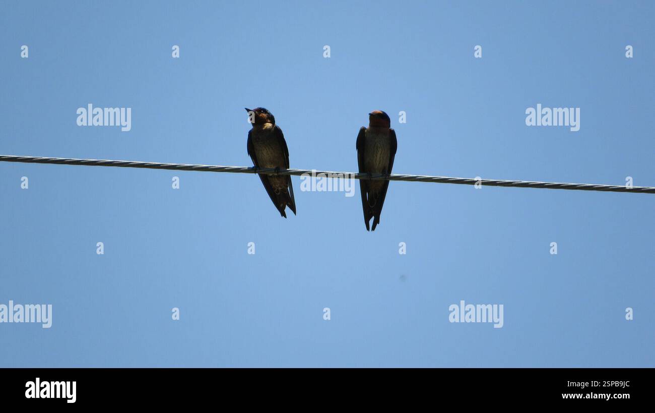 Pacific Swallow (Hirundo javanica), Aves, Краби, Таиланд Stock Photo ...