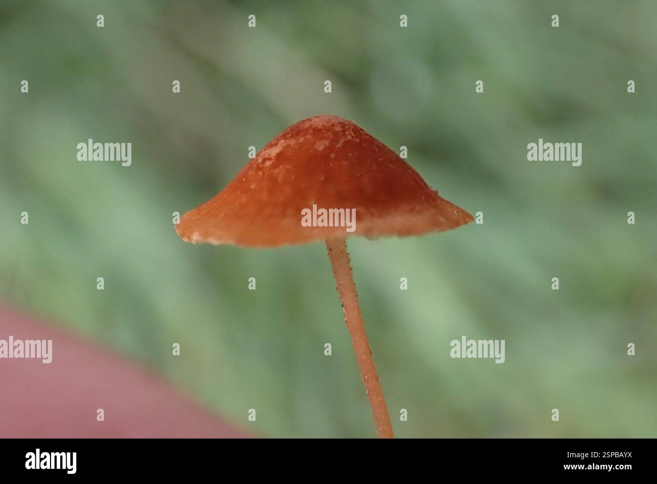 common conecap (Conocybe tenera), Fungi, Sabiepark, Sabie Park, 1260 ...