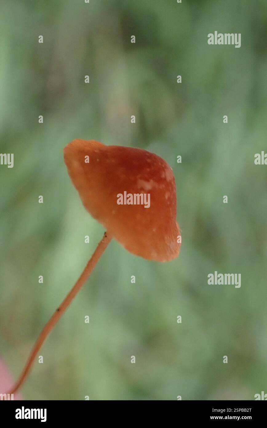 common conecap (Conocybe tenera), Fungi, Sabiepark, Sabie Park, 1260 ...