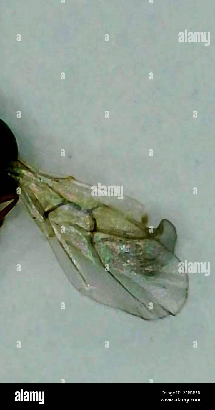 Gall Wasps and Allies (Cynipoidea), Insecta, Temperance River State ...