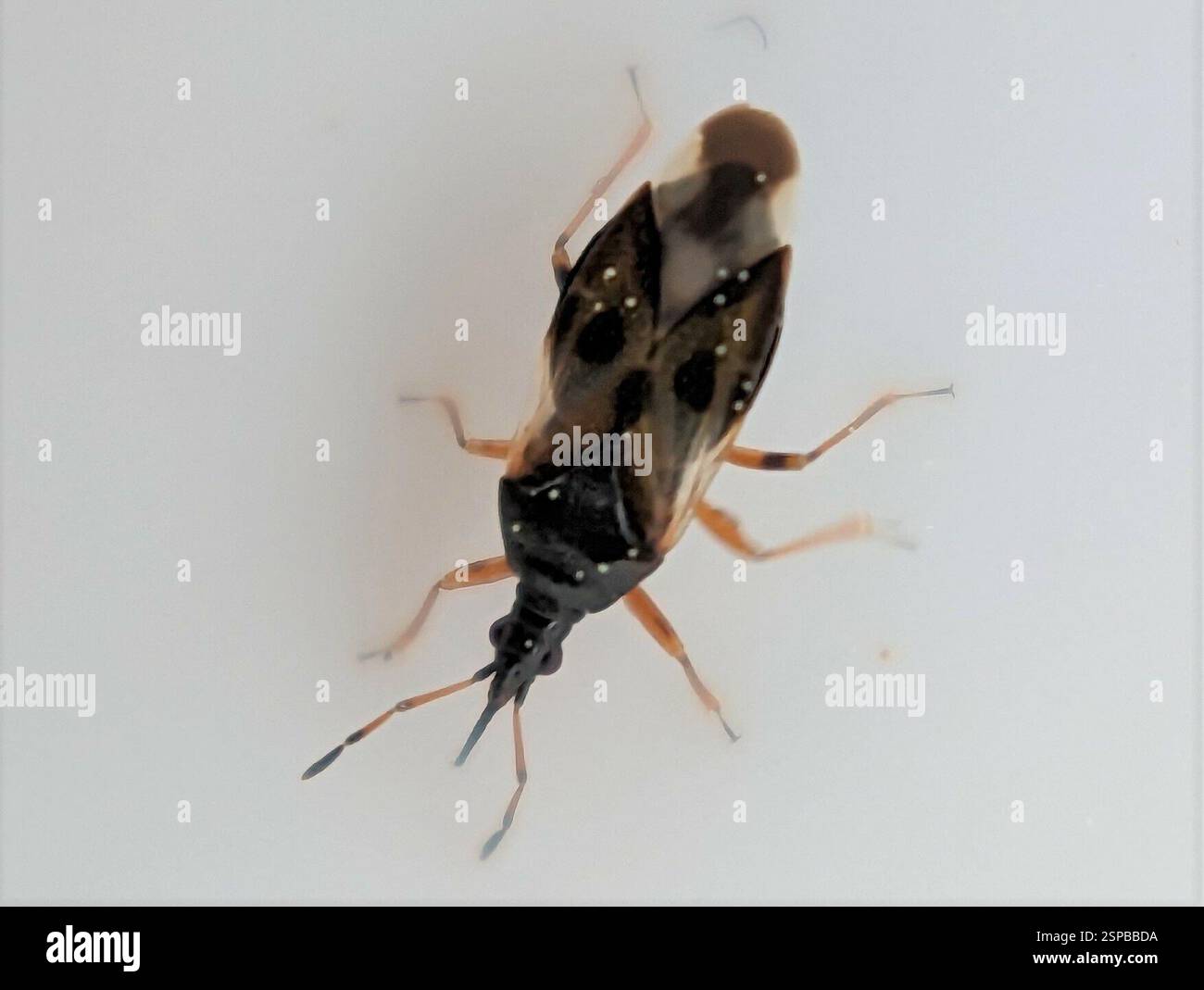 Common Flowerbug (Anthocoris nemorum), Insecta, West Sussex, England ...