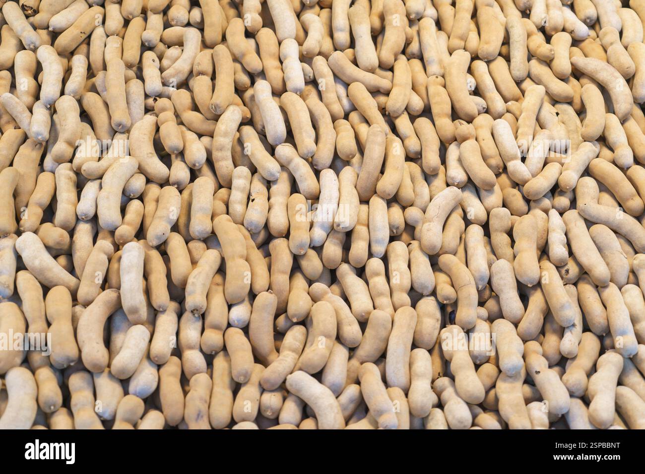 close-up shot of fresh tamarind pods displayed in bulk. The naturally ...