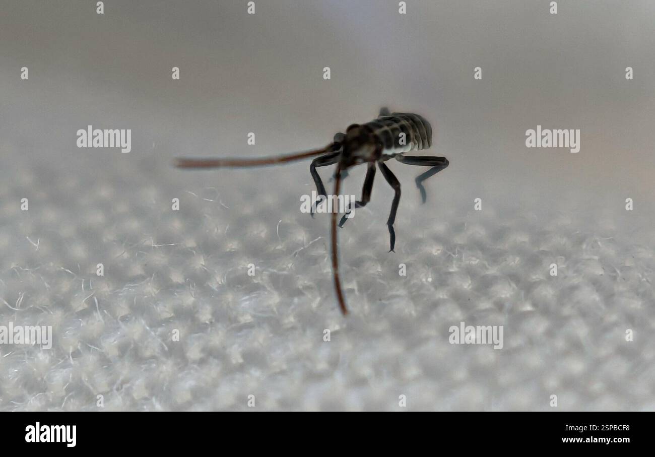 Meadow Plant Bug (Leptopterna dolabrata), Insecta, Stratford, London ...