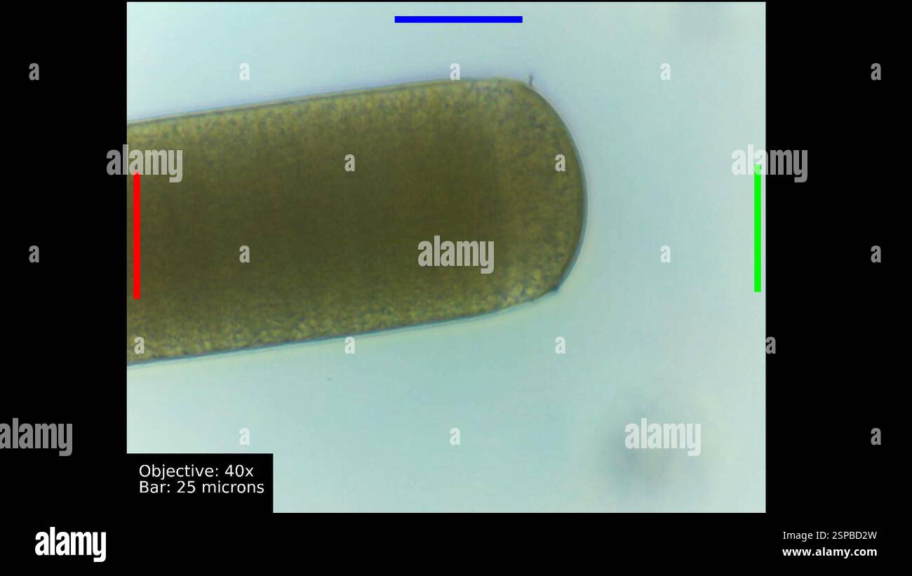 (Oscillatoria), , Araçariguama, SP, 18147-000, Brasil Stock Photo - Alamy
