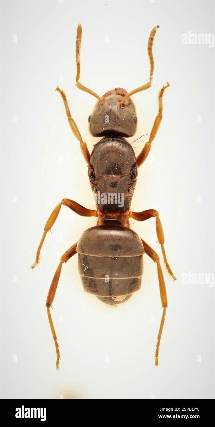 Citronella Ants, Fuzzy Ants, and Allies (Lasius), Insecta, Pont-Rouge ...