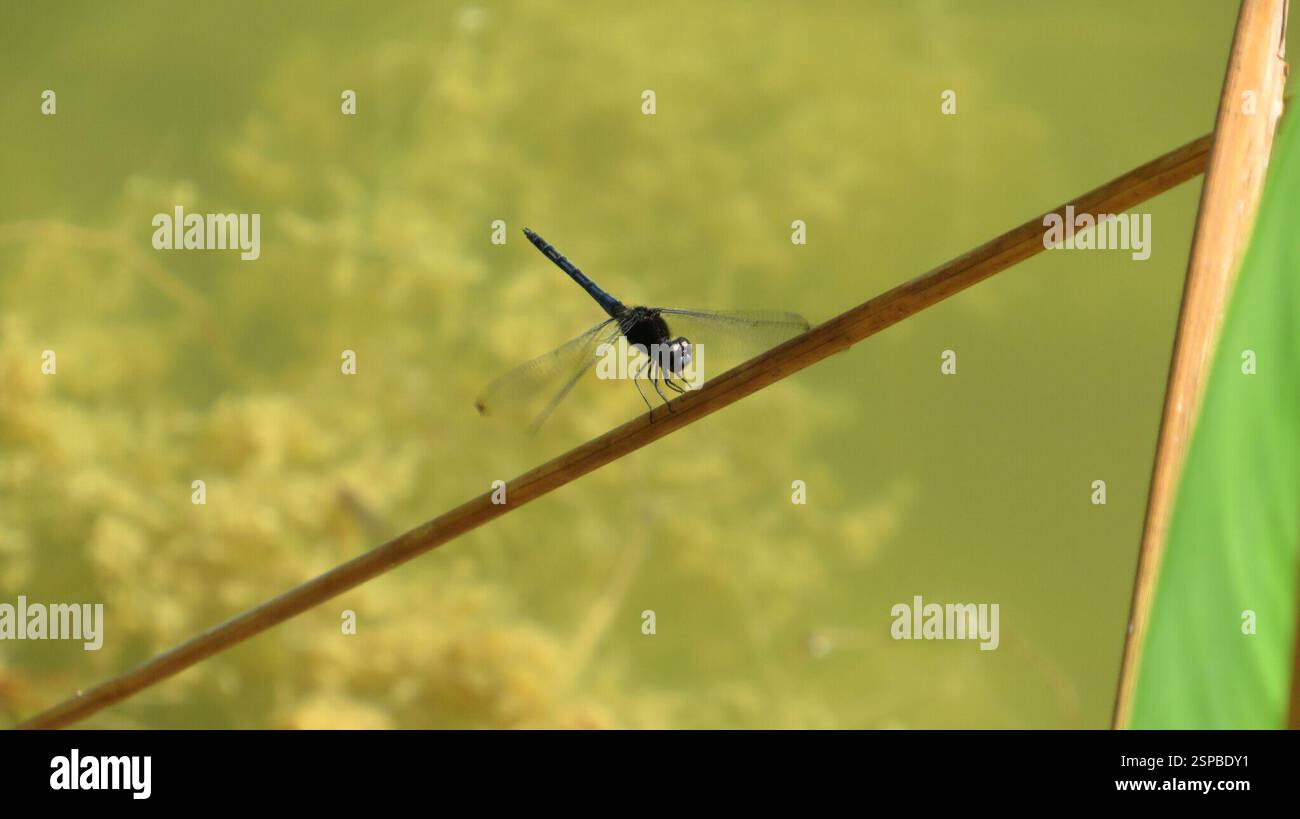 Indothemis hi-res stock photography and images - Alamy