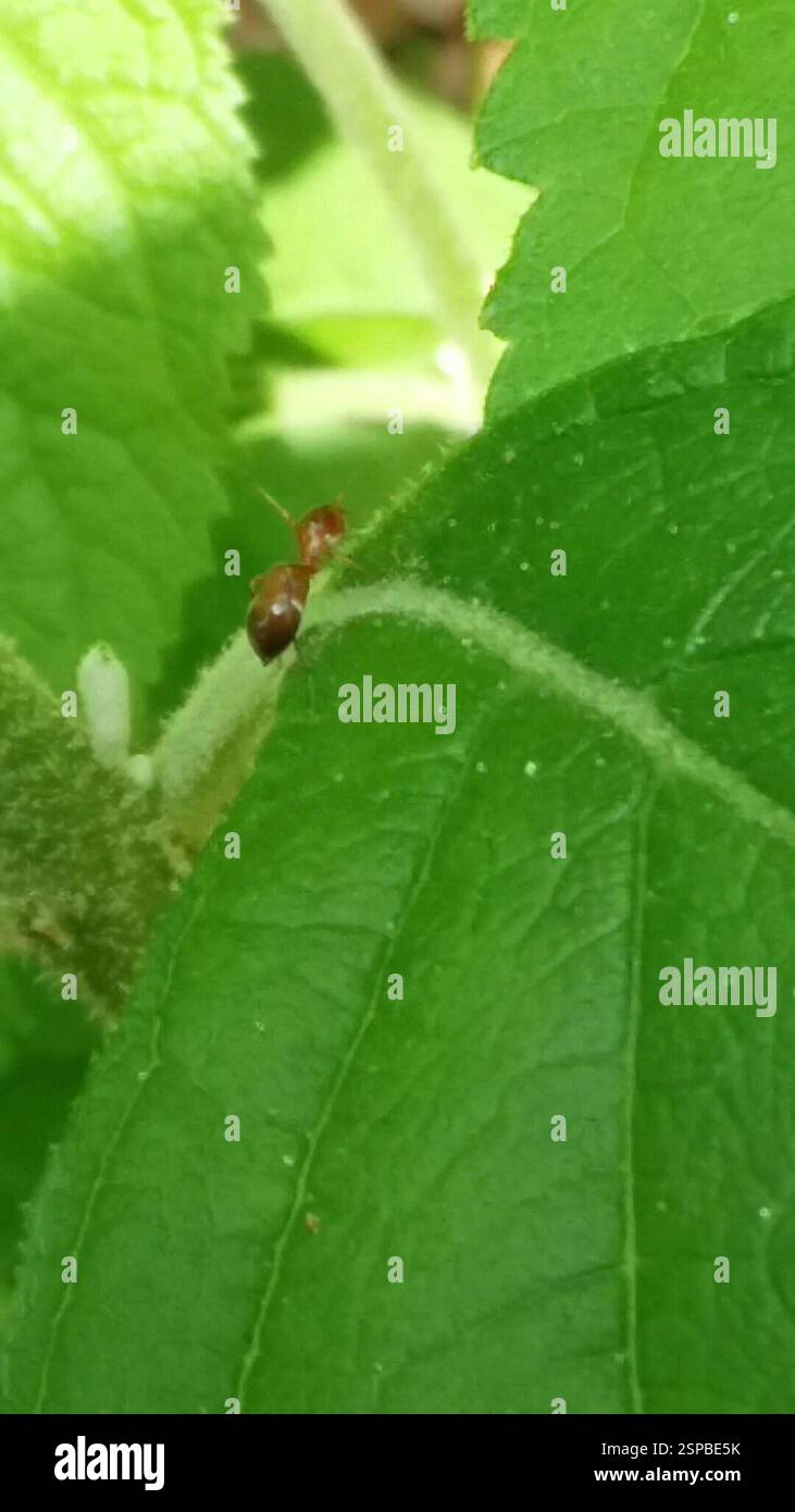 Slender Ant-mimic Jumping Spider (Synemosyna formica), Arachnida ...