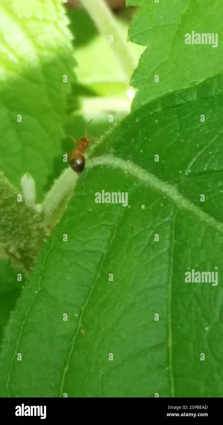 Slender Ant-mimic Jumping Spider (Synemosyna formica), Arachnida ...