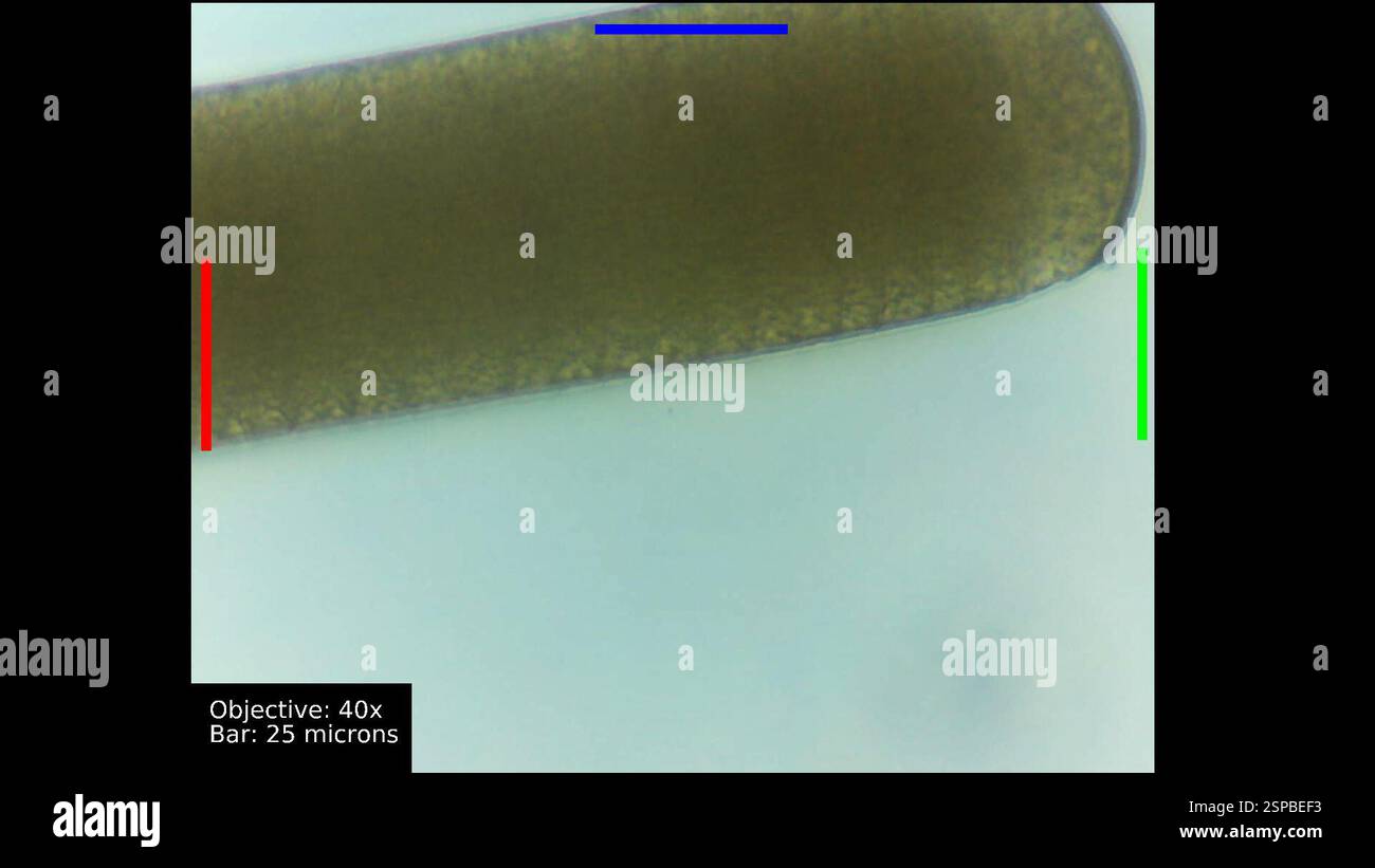 (Oscillatoria), , Araçariguama, SP, 18147-000, Brasil Stock Photo - Alamy