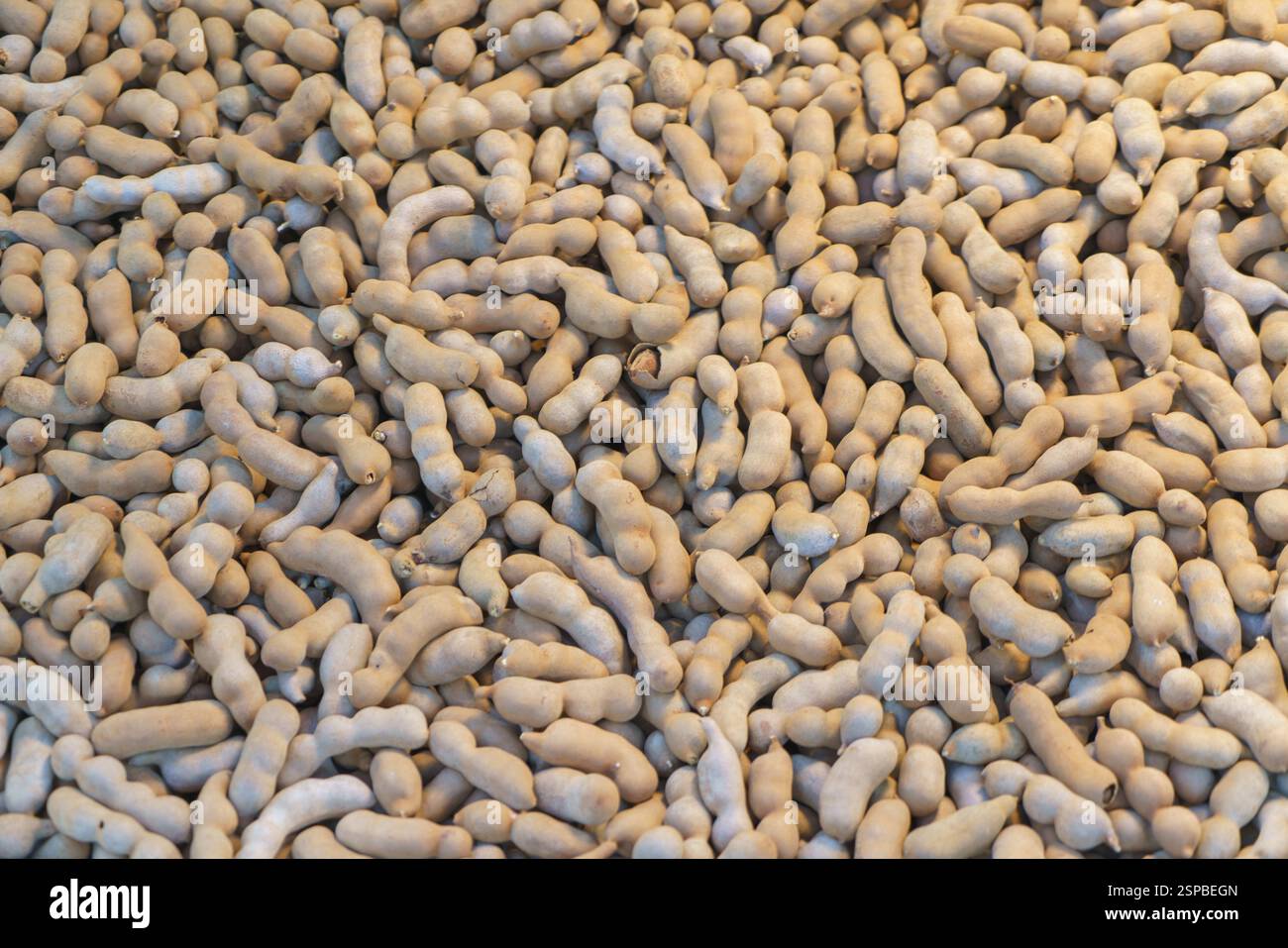 close-up shot of fresh tamarind pods displayed in bulk. The naturally ...
