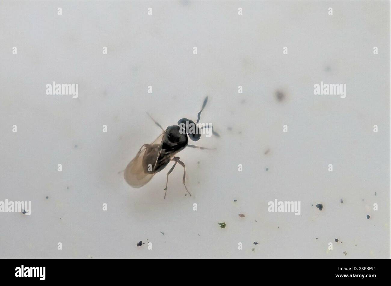 Scelionidae hi-res stock photography and images - Alamy