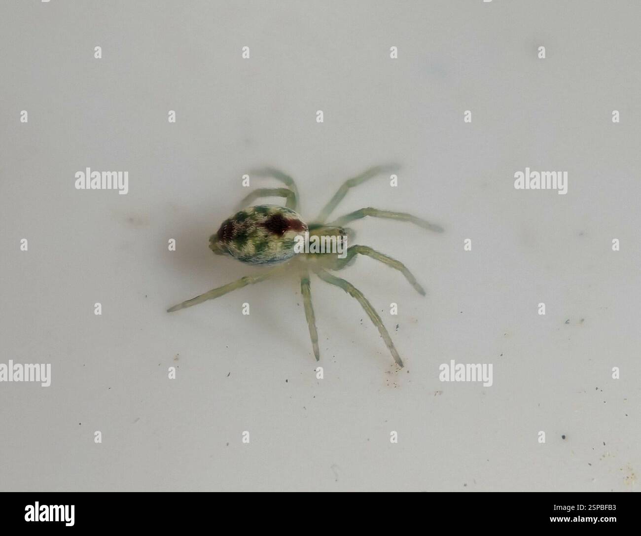 Bleeding Heart Spider (Nigma puella), Arachnida, London, UK Stock Photo ...