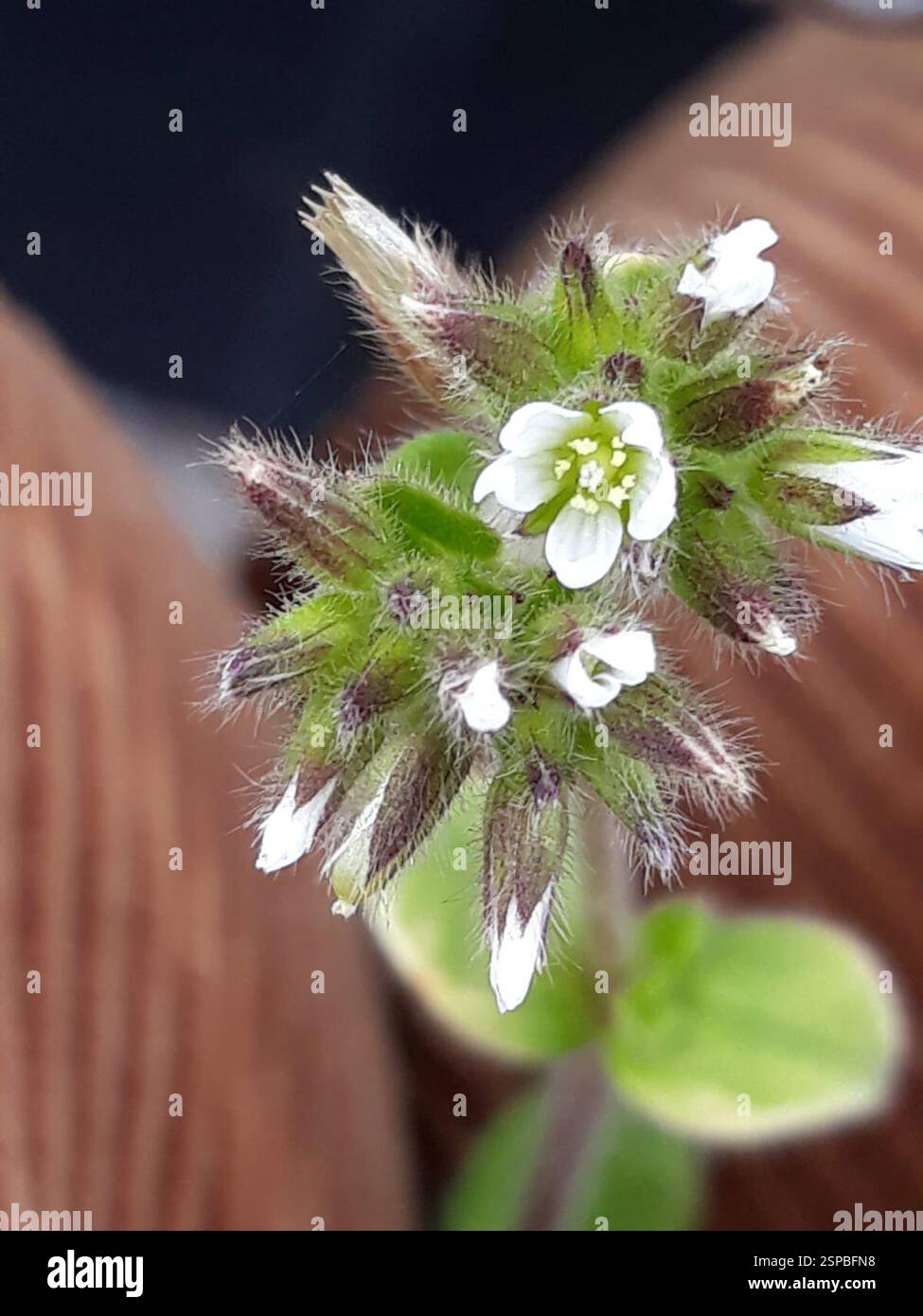 Sticky mouse-ear chickweed (Cerastium glomeratum), Plantae, Wiltshire ...