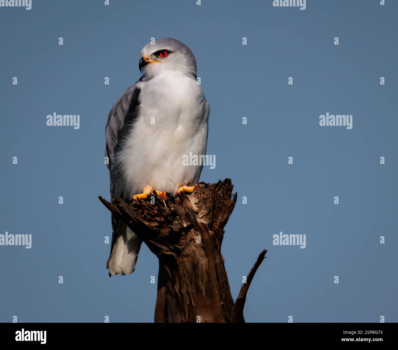 Winged rodent hi-res stock photography and images - Alamy