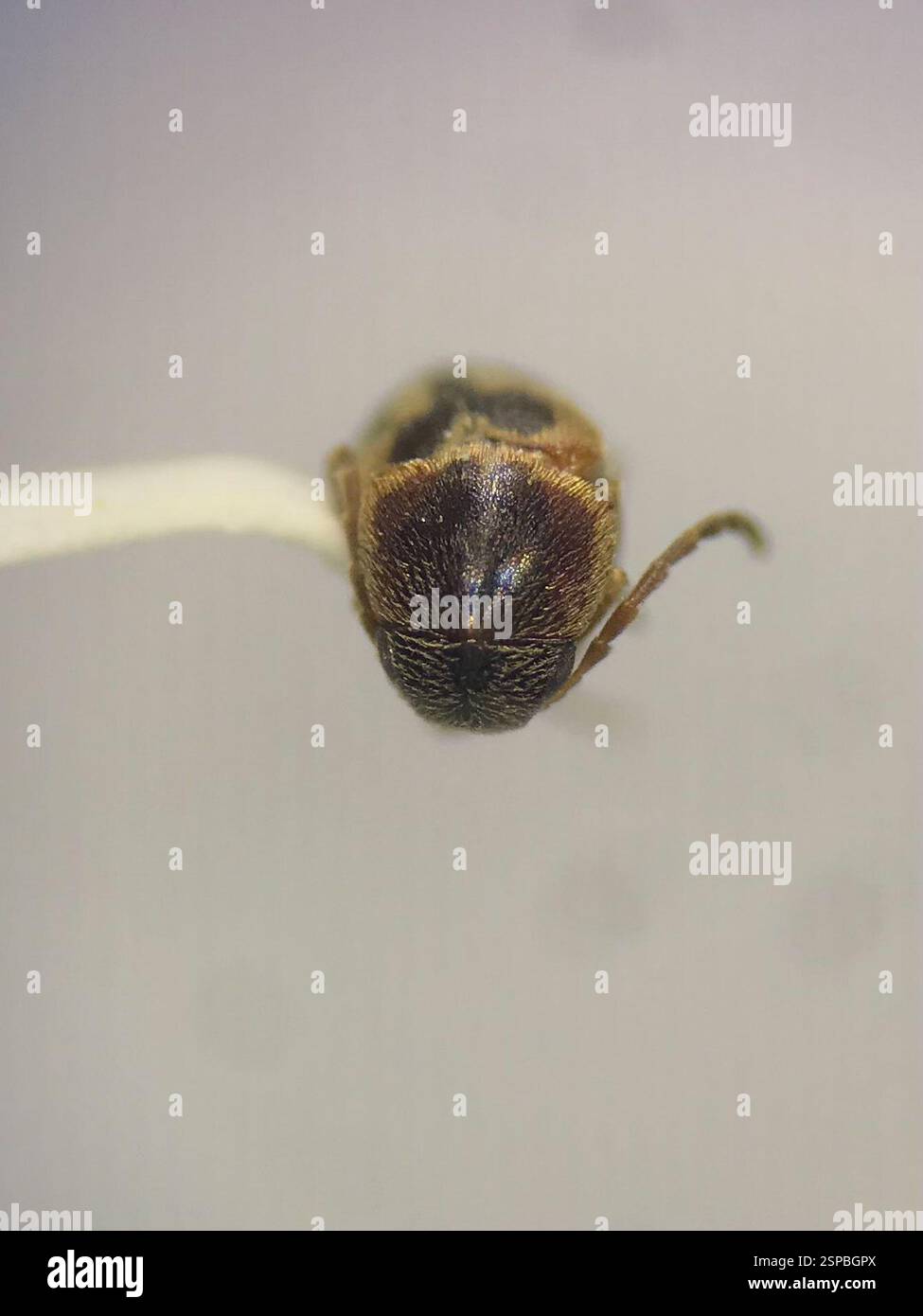 (Falsomordellistena bihamata), Insecta, Nebraska, US, 4mm Stock Photo ...