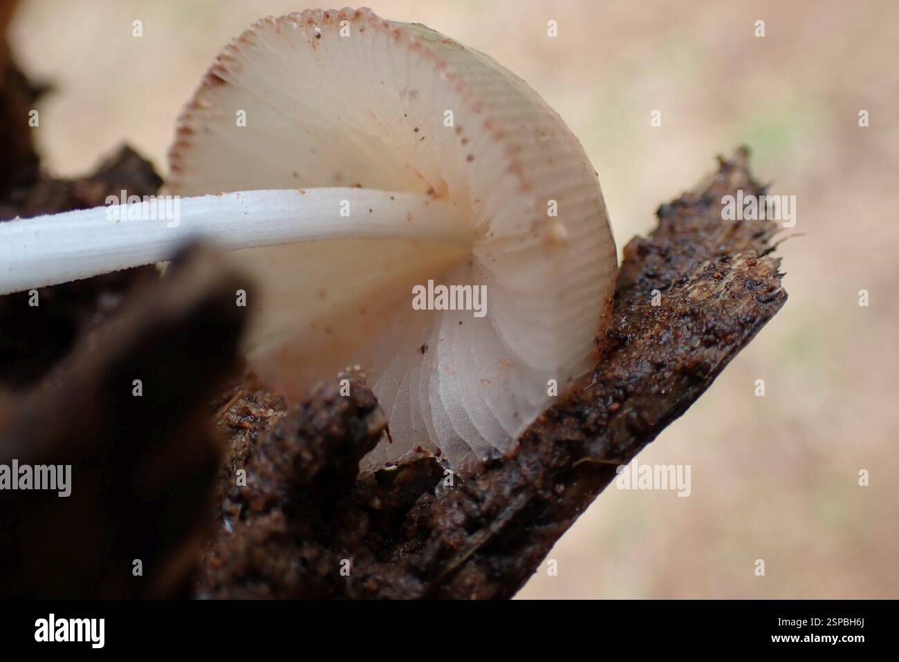yellow fieldcap (Bolbitius titubans), Fungi, Sabiepark, Sabie Park ...