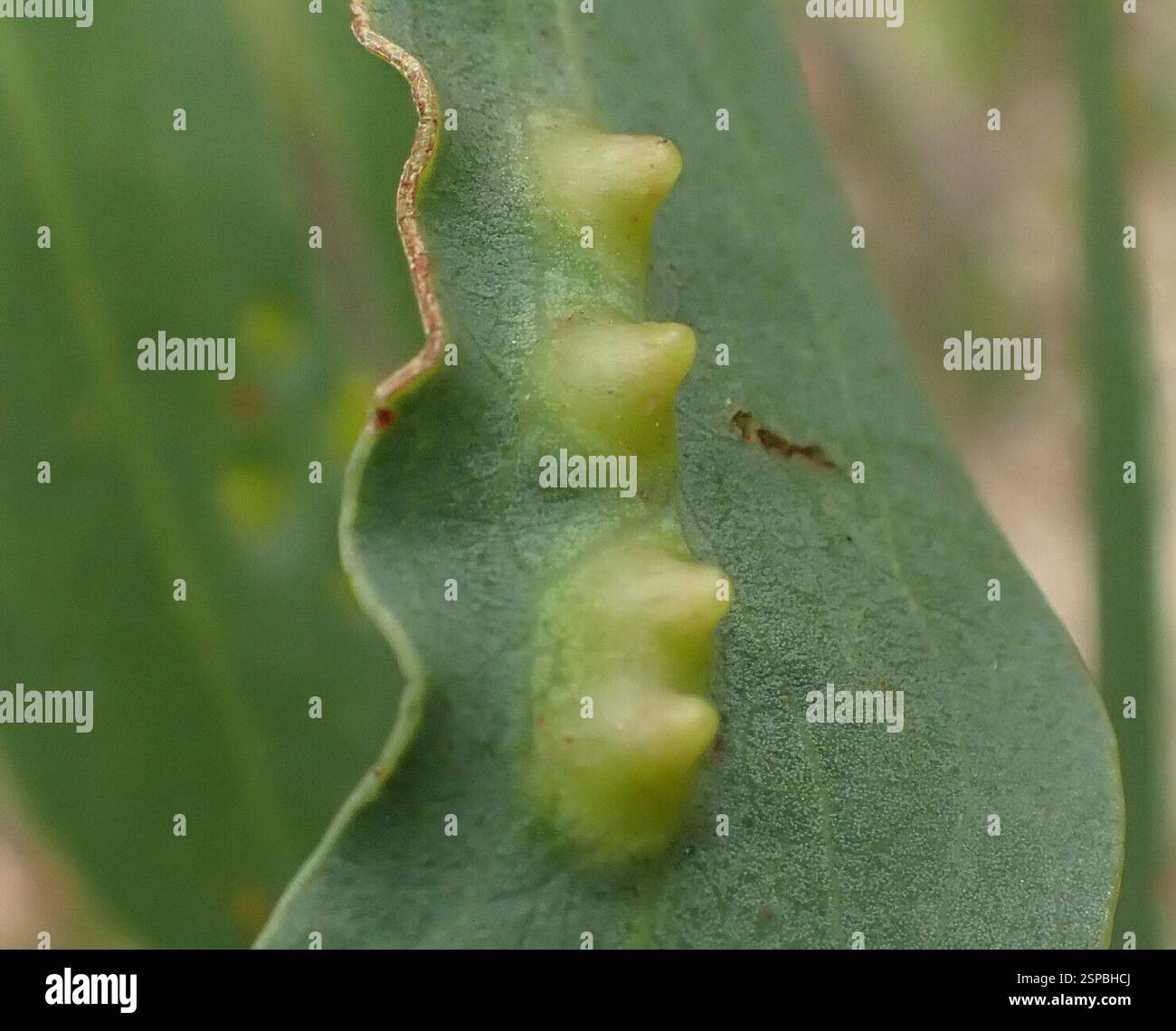 Insects (Insecta), Insecta, Wynyard TAS 7325, Australia, Galls on ...