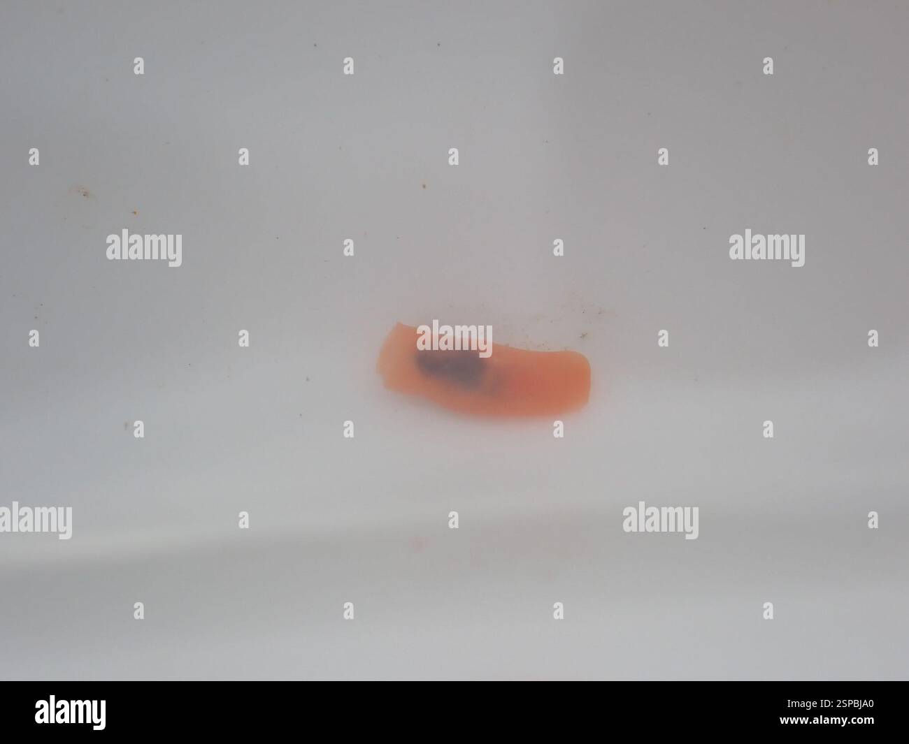 (Philine caledonica), Mollusca, Colac-Otway - South, AU-VI, AU Stock ...