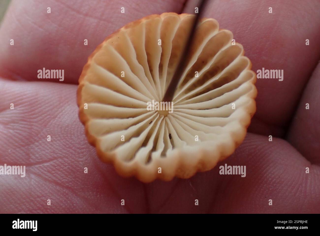 Orange Pinwheel (Marasmius siccus), Fungi, Sabiepark, Sabie Park, 1260 ...