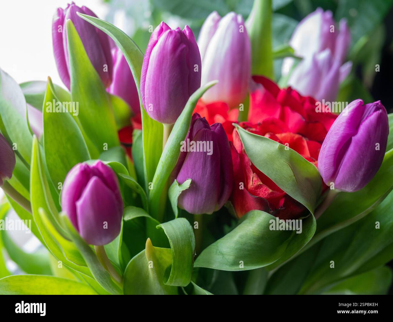Blooms to the right side hi-res stock photography and images - Alamy